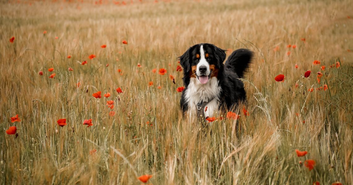 Endnu et travlt år for dyrene i Nordjylland | Dyrenes Beskyttelse